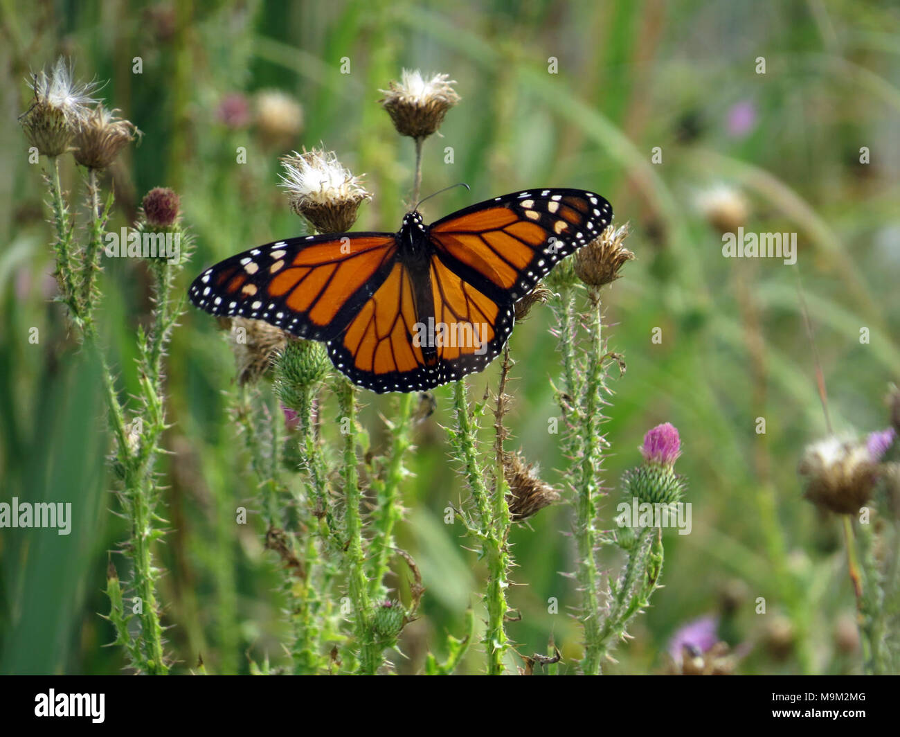 Monarch Butterfly in West Virginia Stock Photo - Alamy