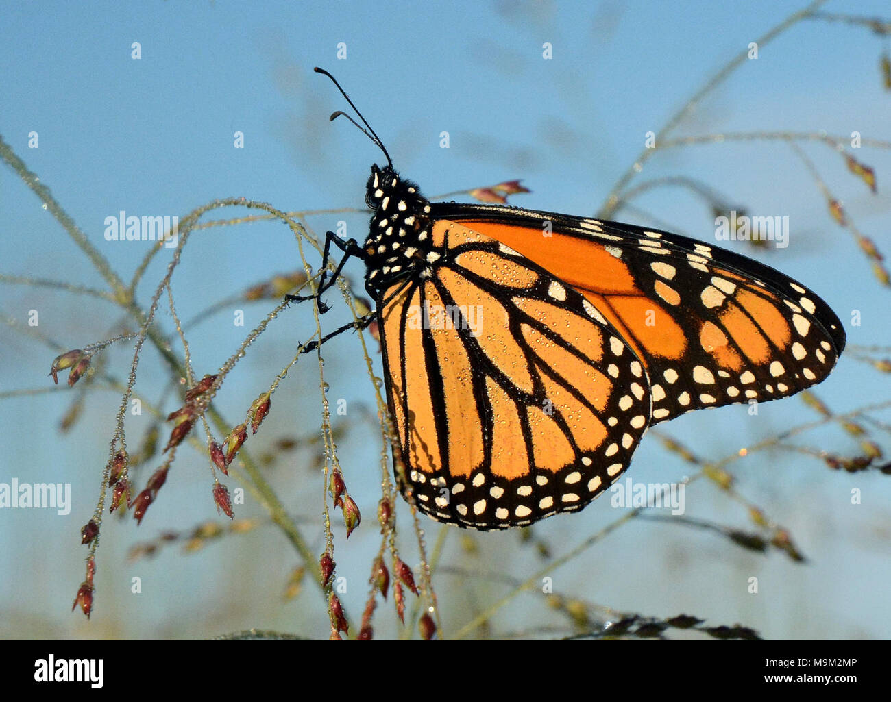 Monarch Butterfly in Michigan Stock Photo - Alamy