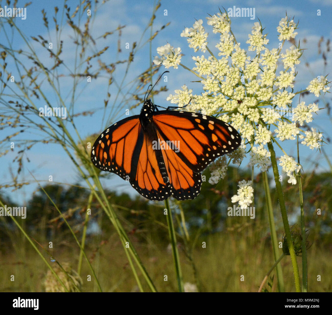 Monarch Butterfly on Queen Anne's Lace in Michigan Stock Photo - Alamy