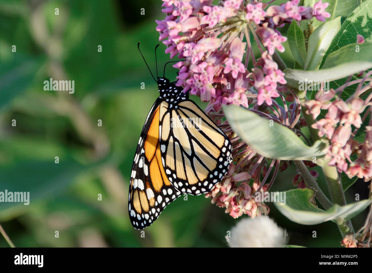 Iowa butterfly hi-res stock photography and images - Alamy