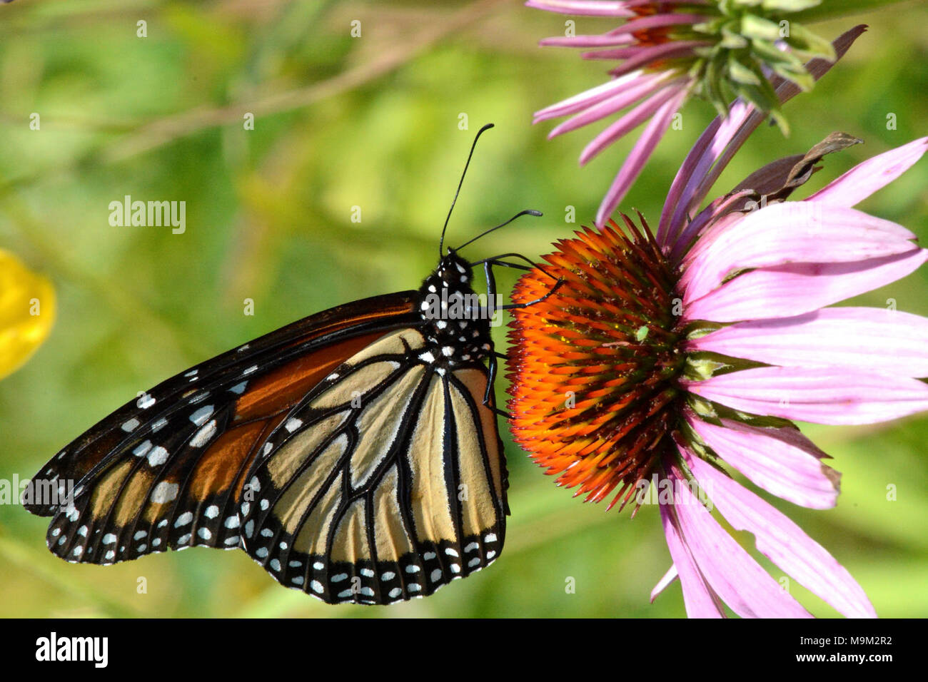 Monarch Butterfly in Michigan Stock Photo - Alamy