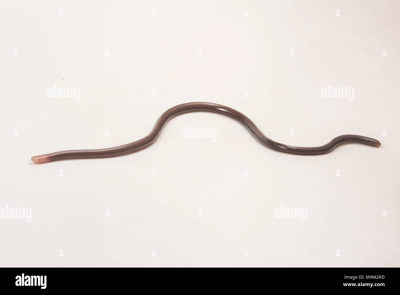 Scolecophidia hi-res stock photography and images - Alamy