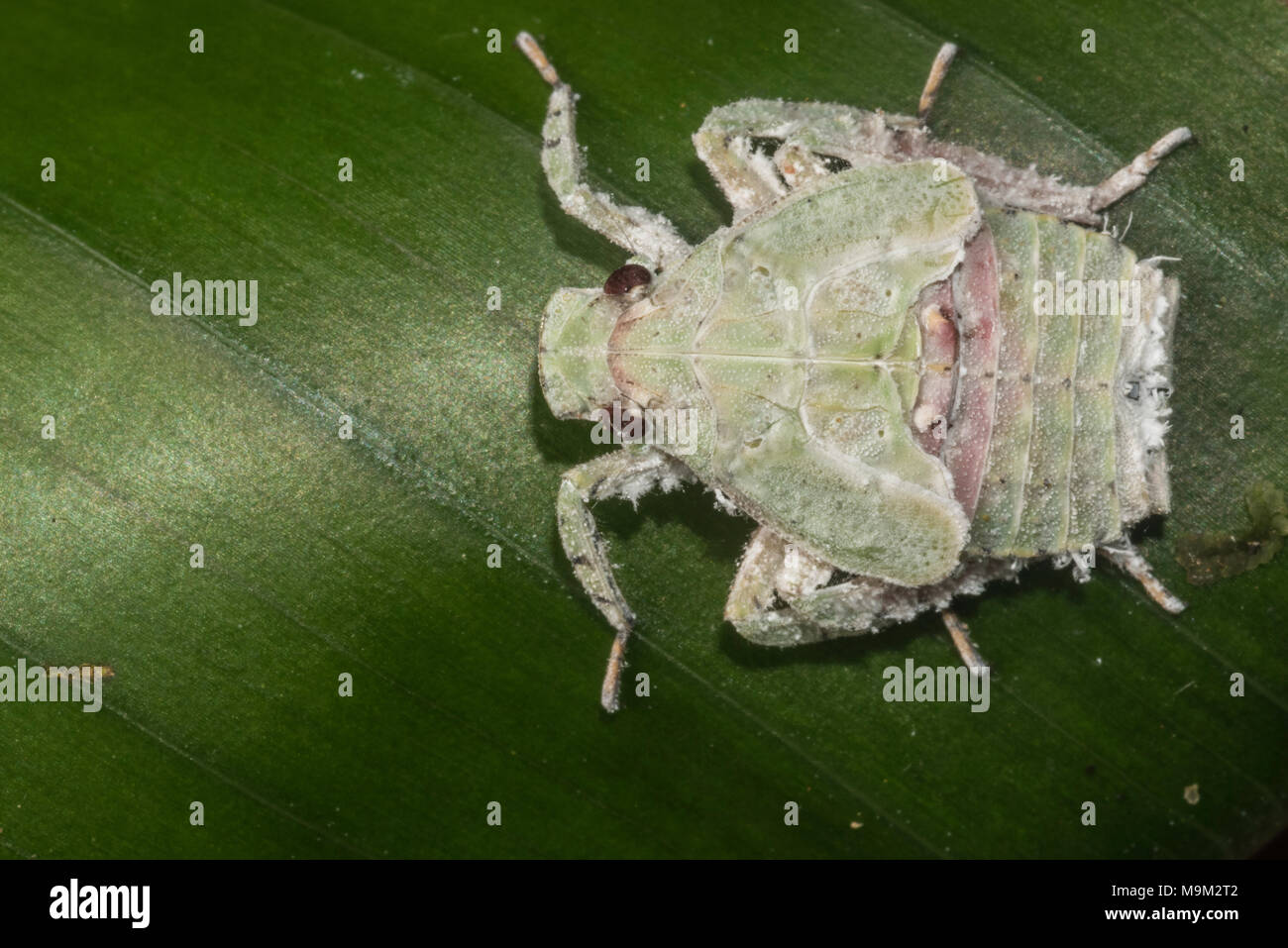 Fulgoridae nymph hi-res stock photography and images - Alamy