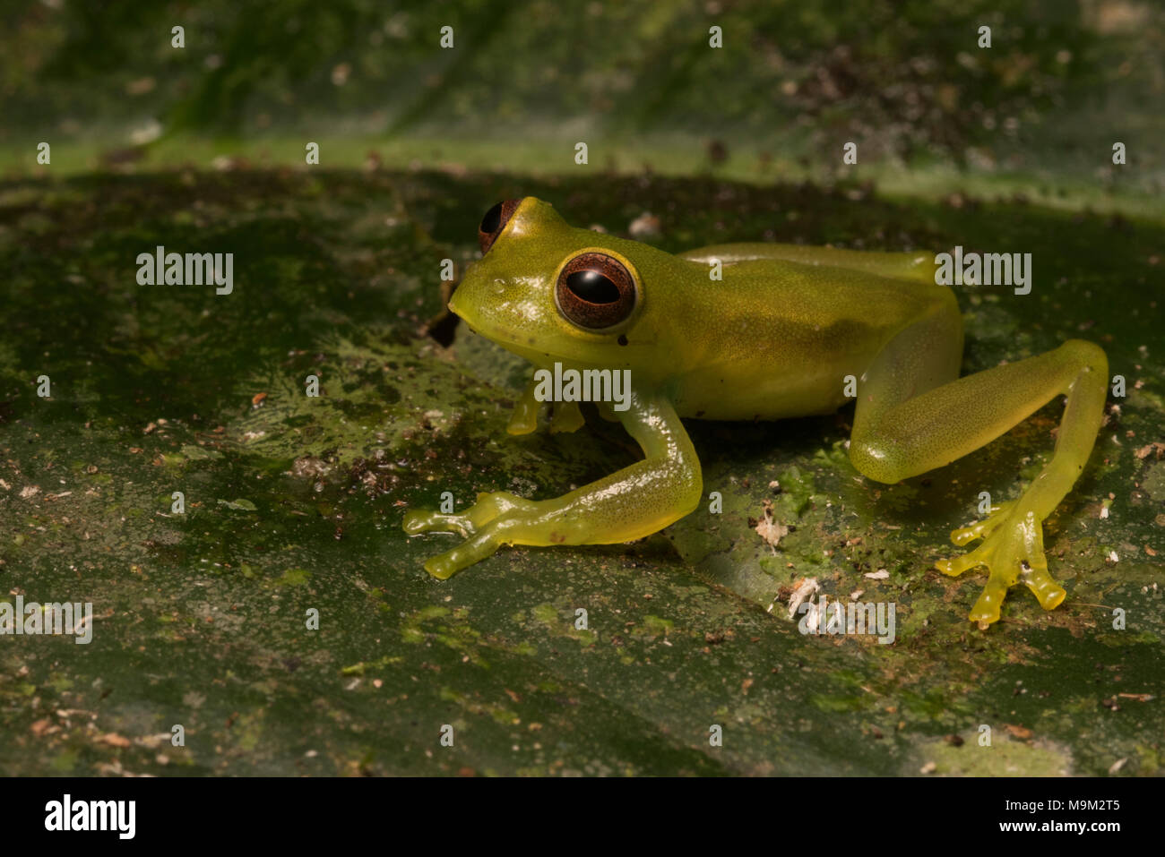 Lime green frog hi-res stock photography and images - Alamy