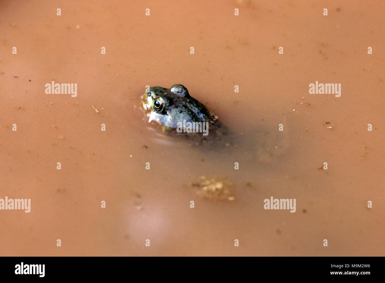 Mud puddle frog hi-res stock photography and images - Alamy