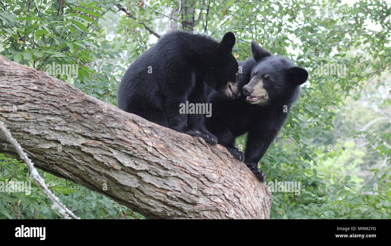 Playful reference hi-res stock photography and images - Alamy