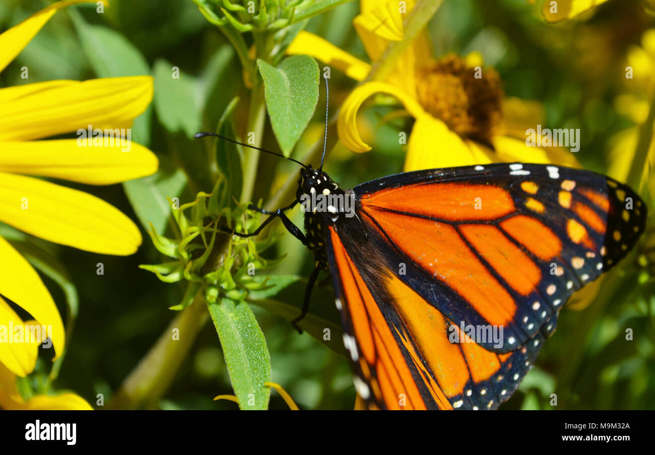 Maximilian sunflower hi-res stock photography and images - Alamy