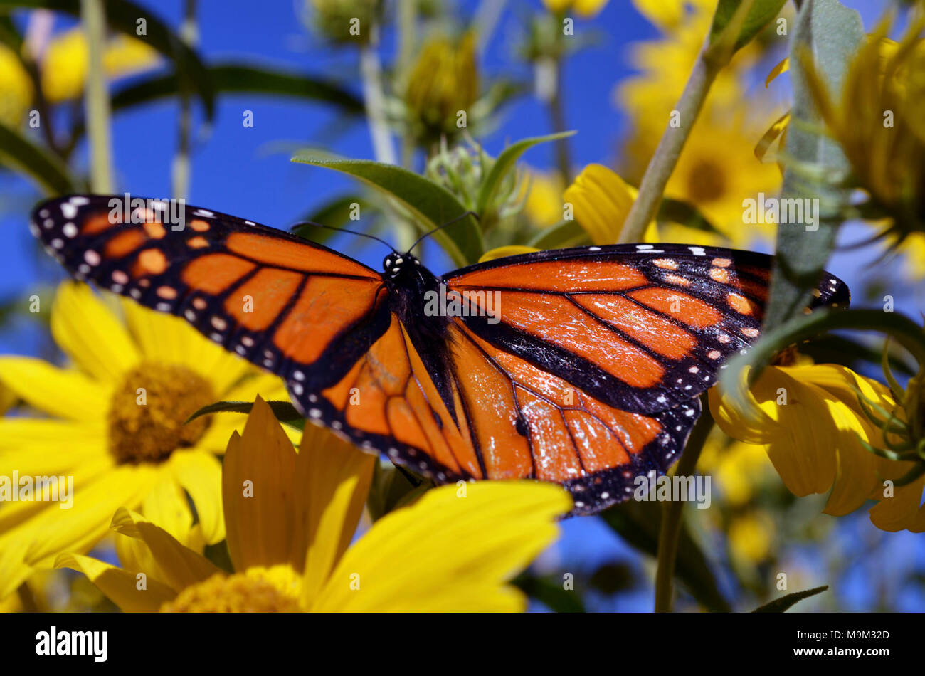 Monarch wings in detail as it rests on Maximillian's sunflower Stock ...