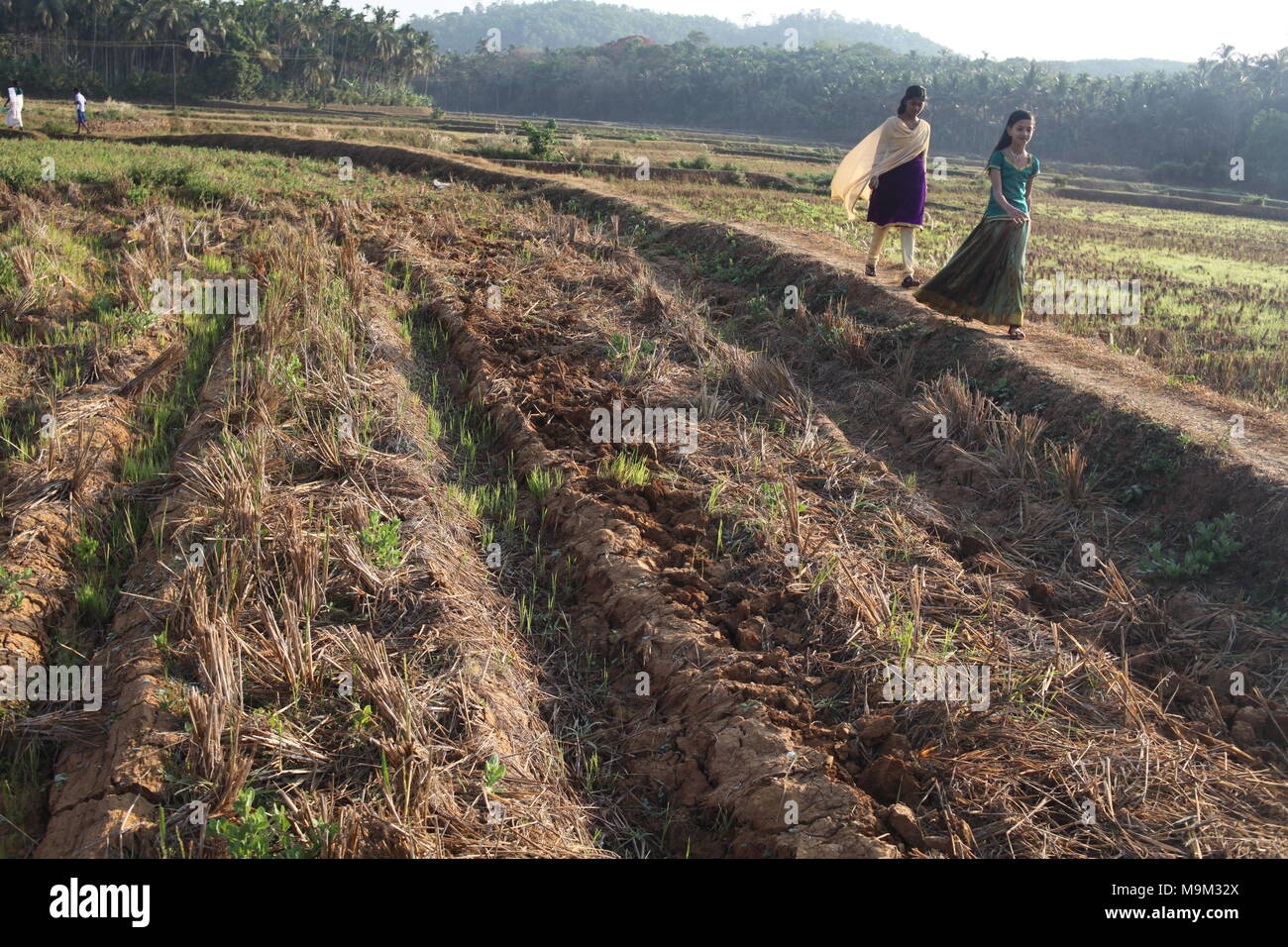 Paddy field of kerala hi-res stock photography and images - Alamy