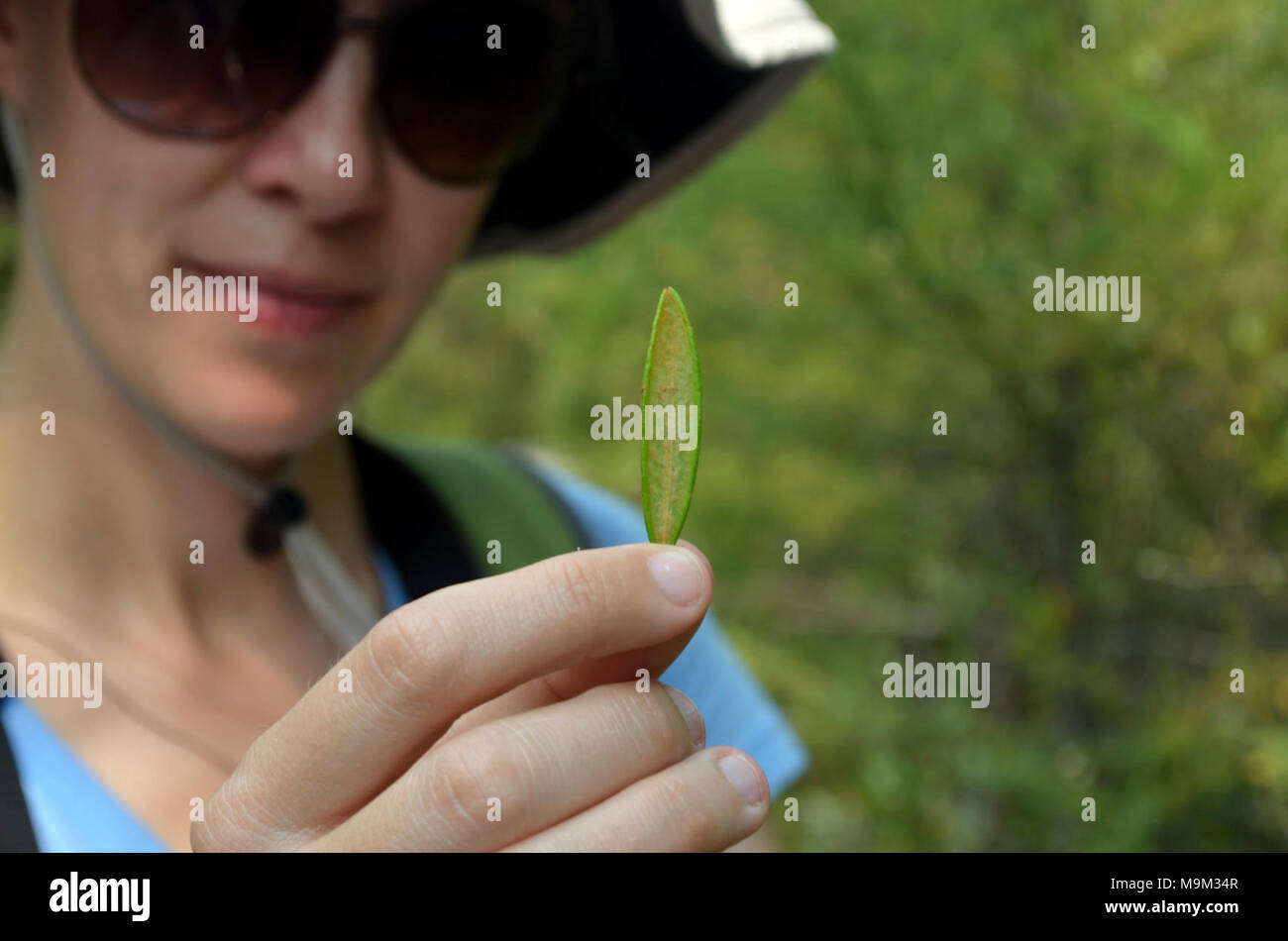 Labrador tea leaves hi-res stock photography and images - Alamy