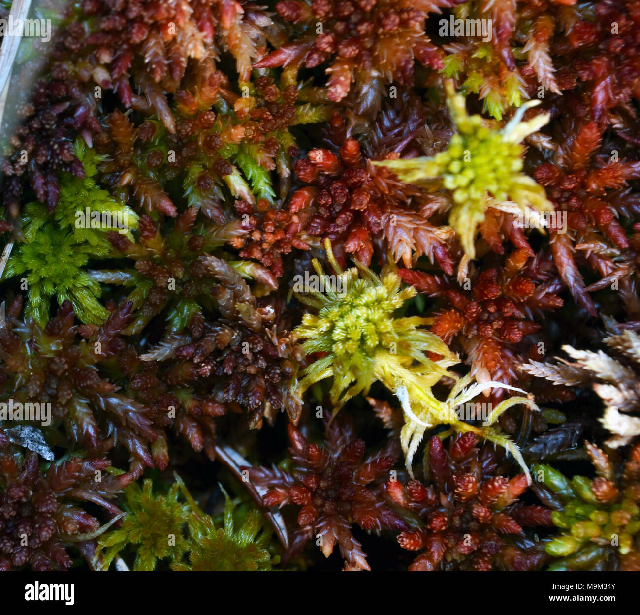 Big Bog moss Stock Photo - Alamy