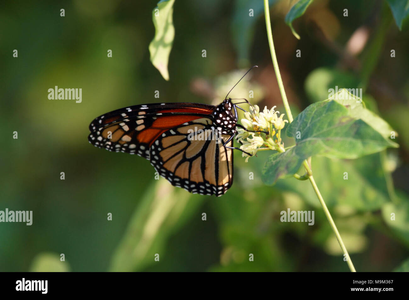 Monarch Butterfly in Alabama Stock Photo - Alamy