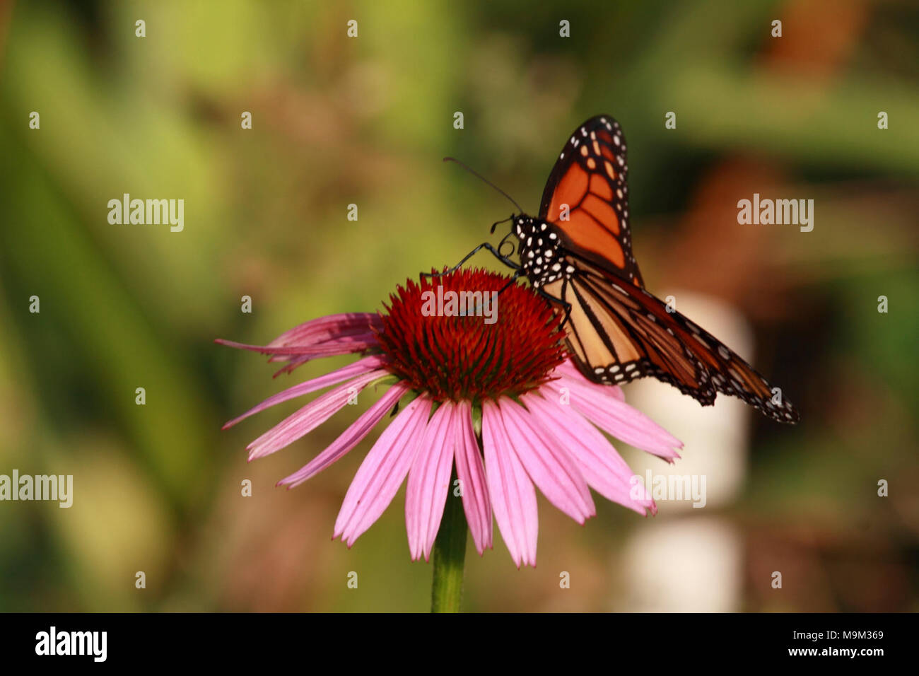 Alabama fauna hi-res stock photography and images - Alamy