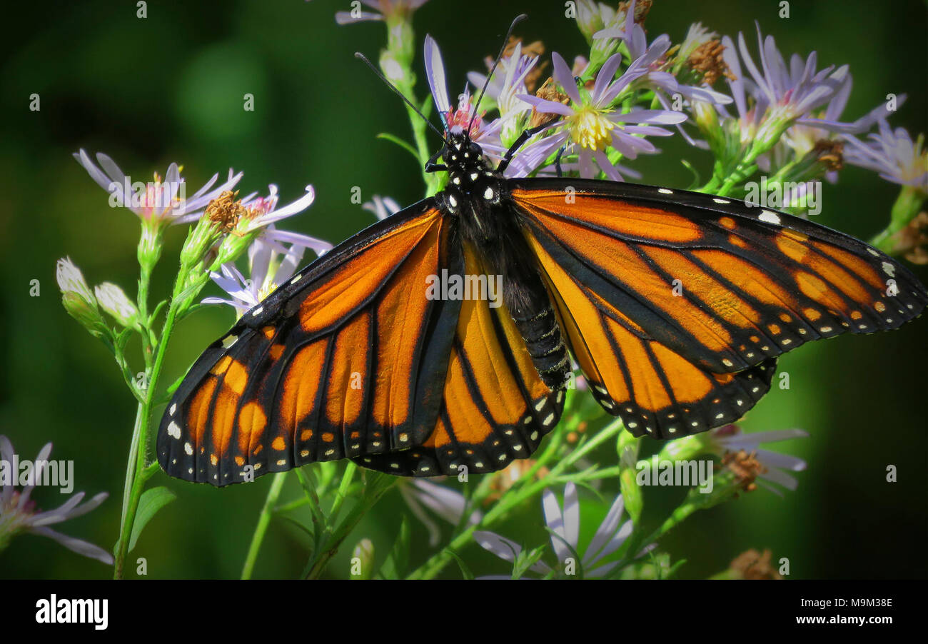 Monarch butterfly in minnesota hi-res stock photography and images - Alamy