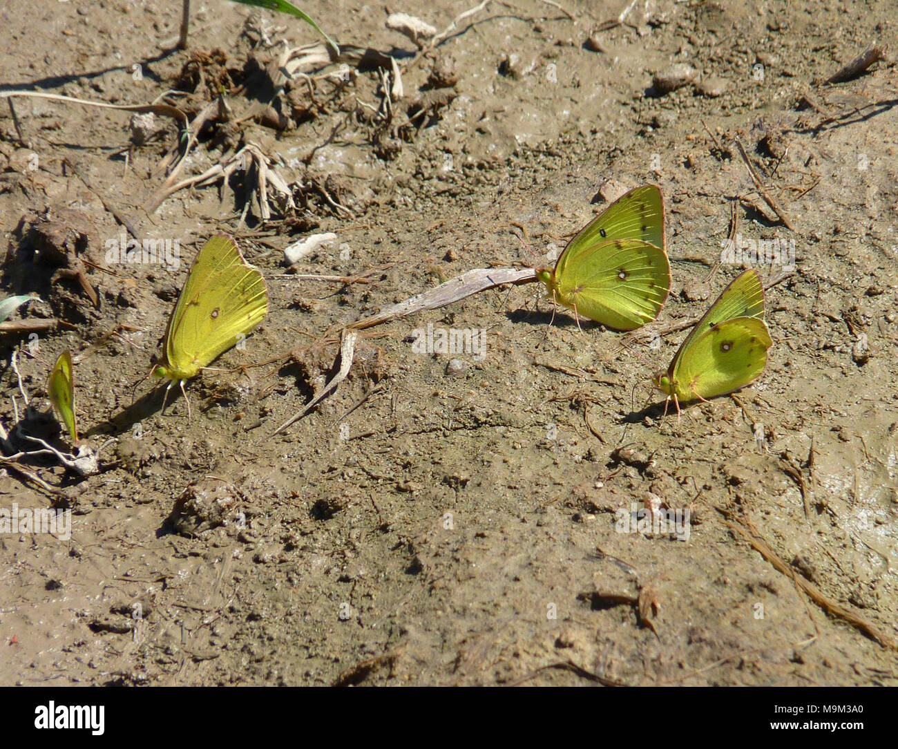 Clouded Sulphur Butterflies Stock Photo - Alamy