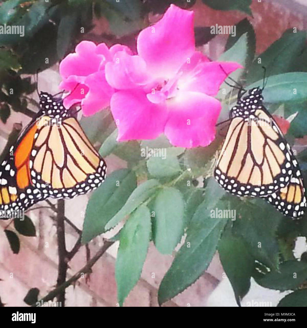 Monarch Butterflies in Texas Stock Photo - Alamy