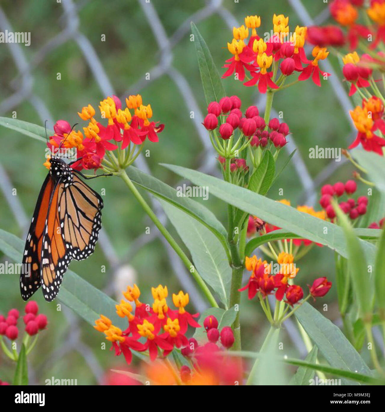 Monarch Butterfly in Florida Stock Photo - Alamy