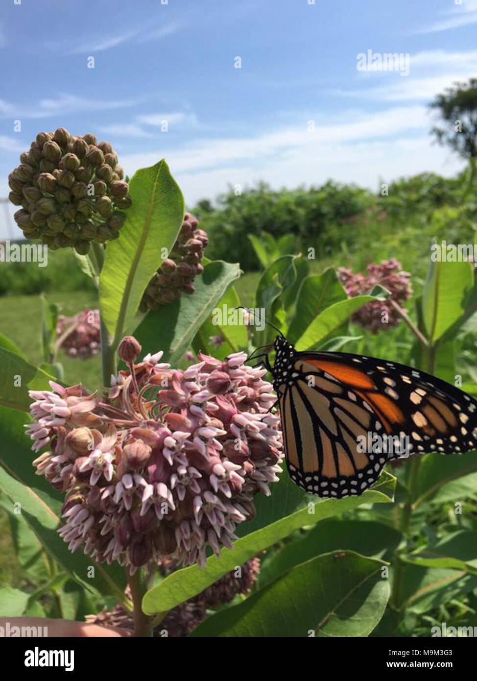 Monarch Butterfly in Illinois Stock Photo - Alamy