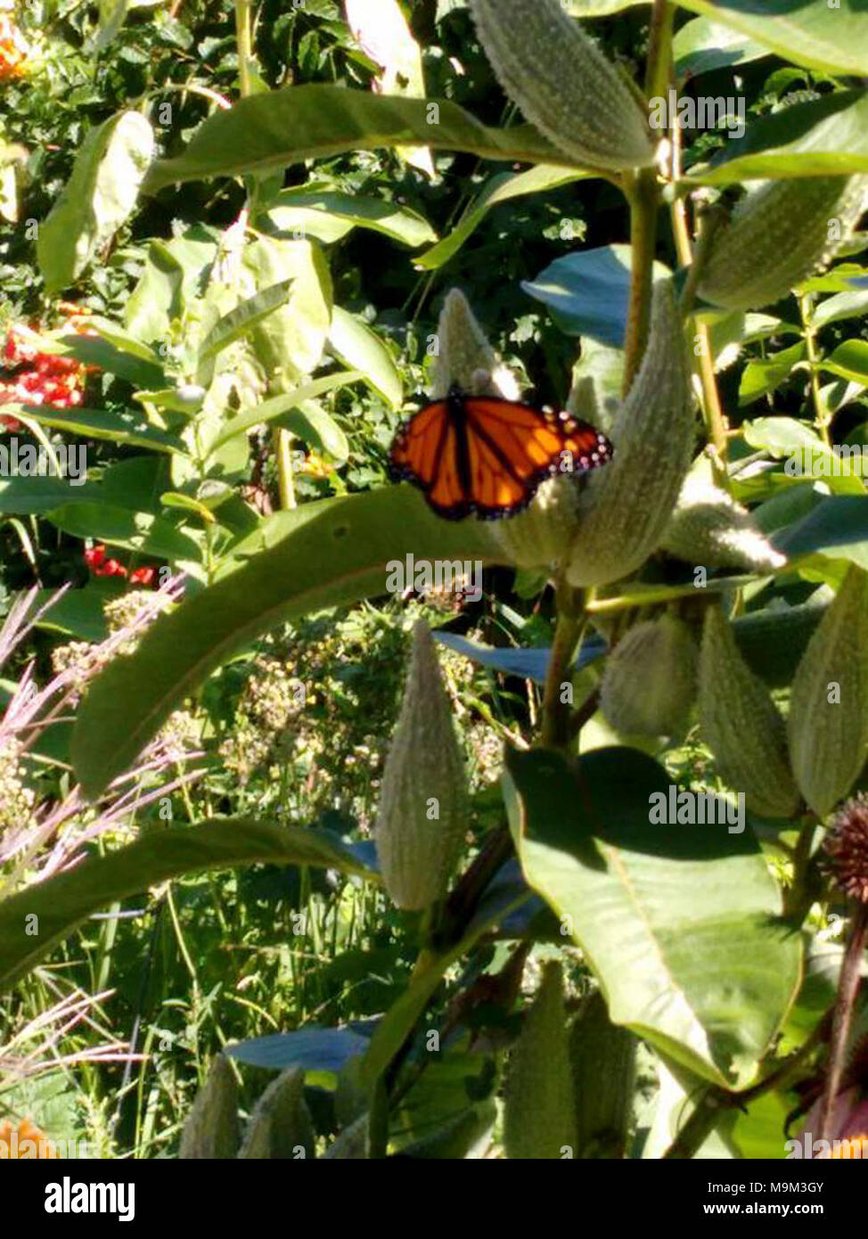Monarch Butterfly in Illinois Stock Photo - Alamy