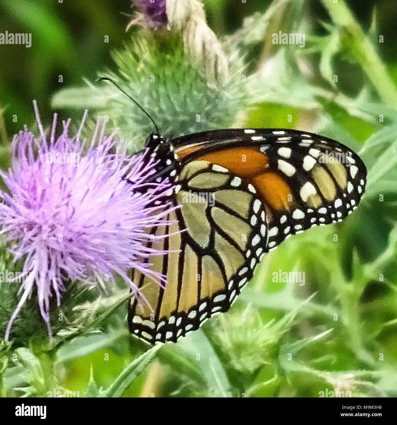 Monarch Butterfly in Illinois Stock Photo - Alamy