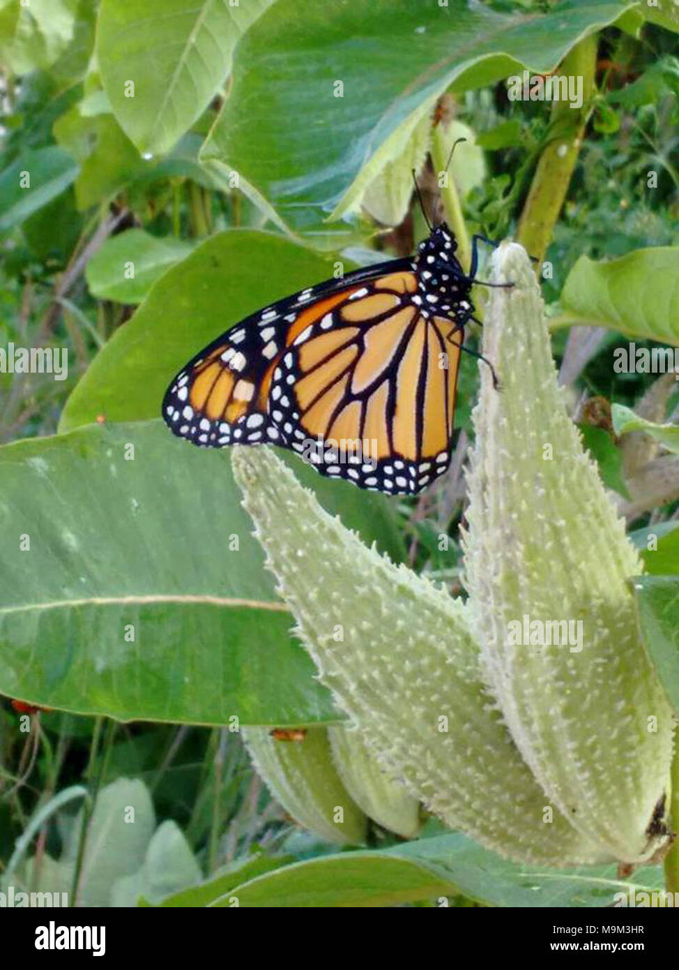Monarch Butterfly in Illinois Stock Photo - Alamy