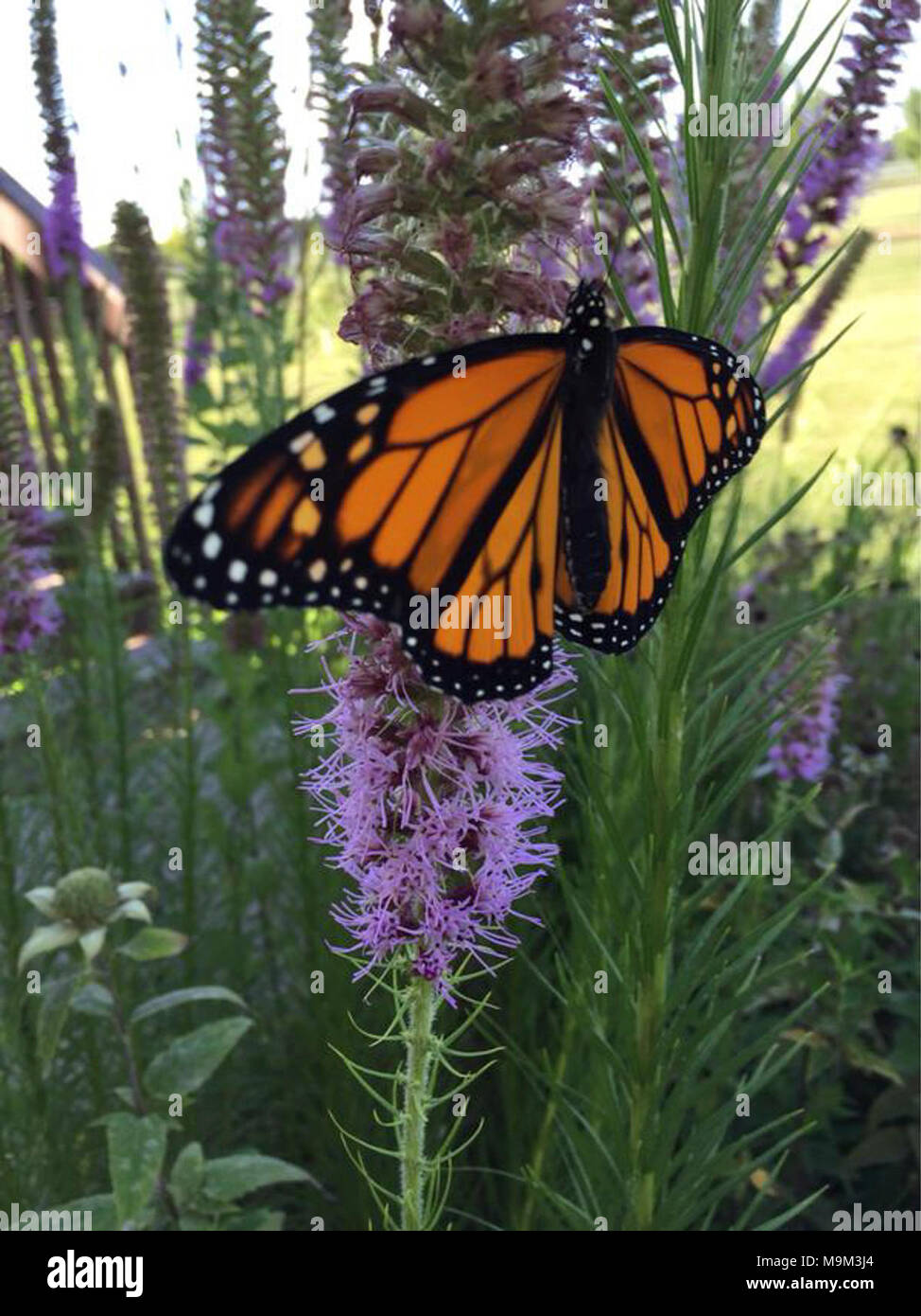 Monarch Butterfly in Iowa Stock Photo - Alamy