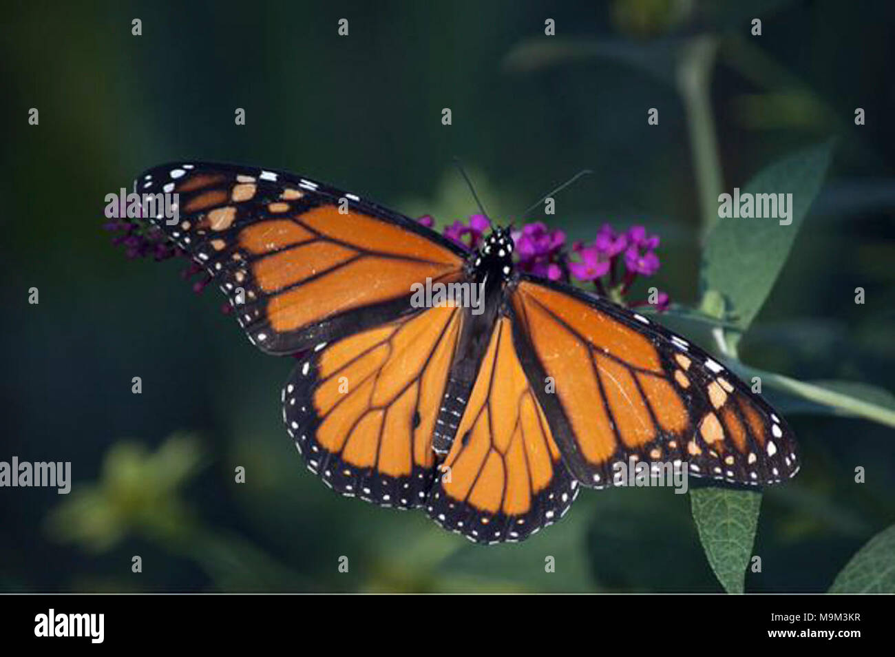 Monarch Butterfly in Maryland Stock Photo - Alamy