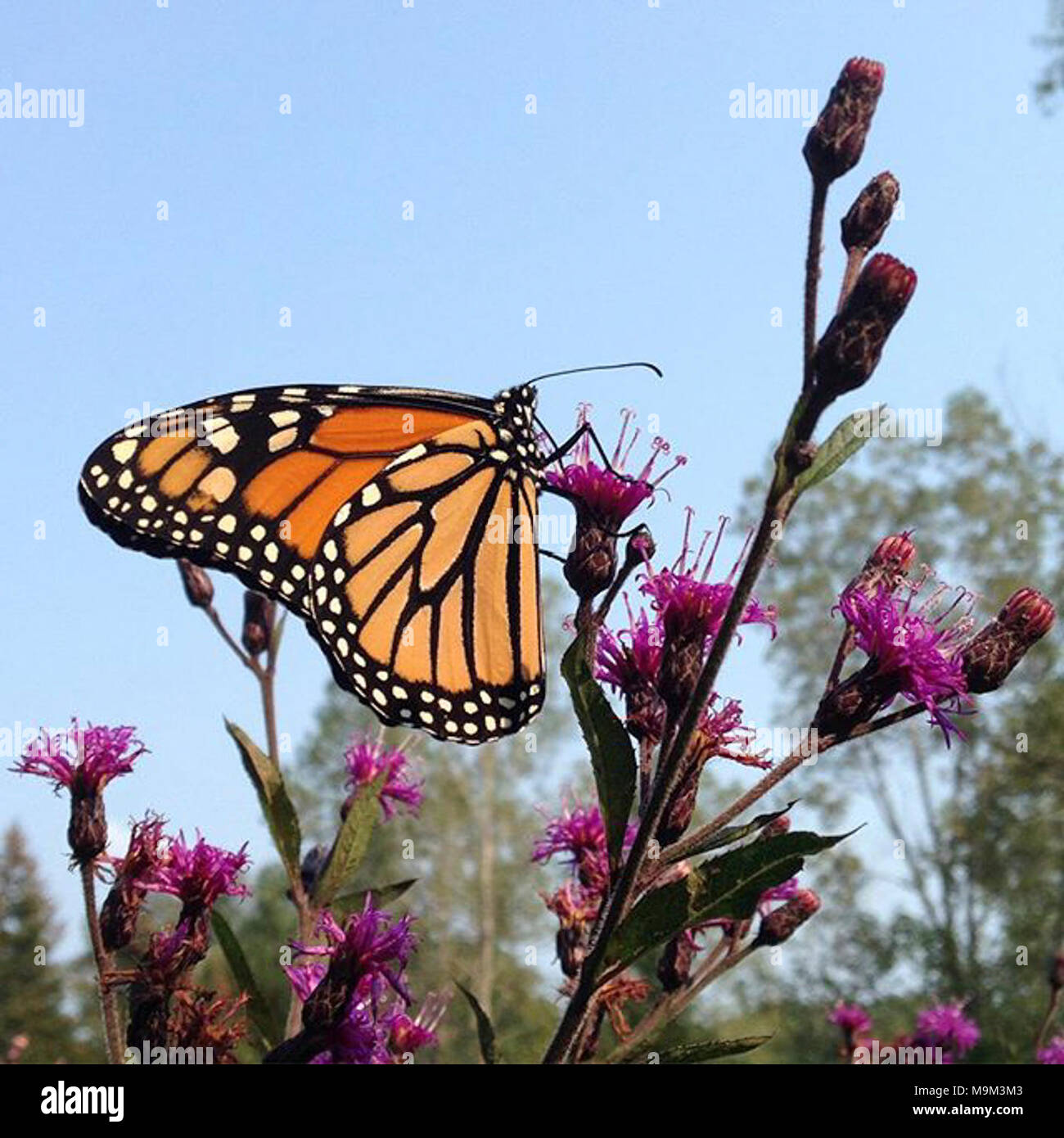 Monarch Butterfly in Michigan Stock Photo - Alamy