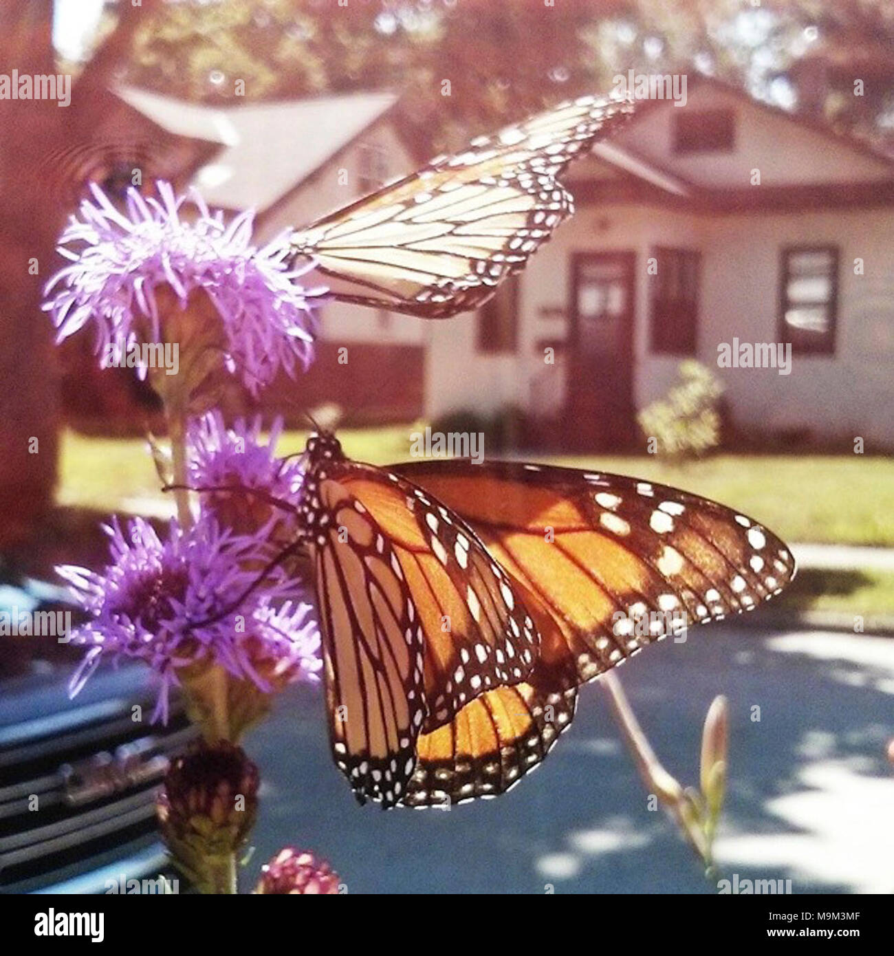 Monarch Butterfly in Minnesota Stock Photo - Alamy