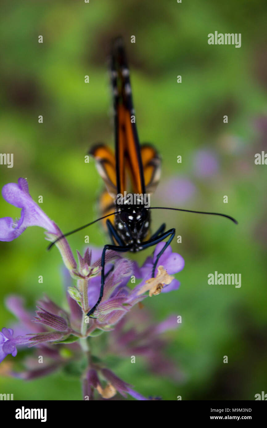 Monarch Butterfly in Minnesota Stock Photo - Alamy
