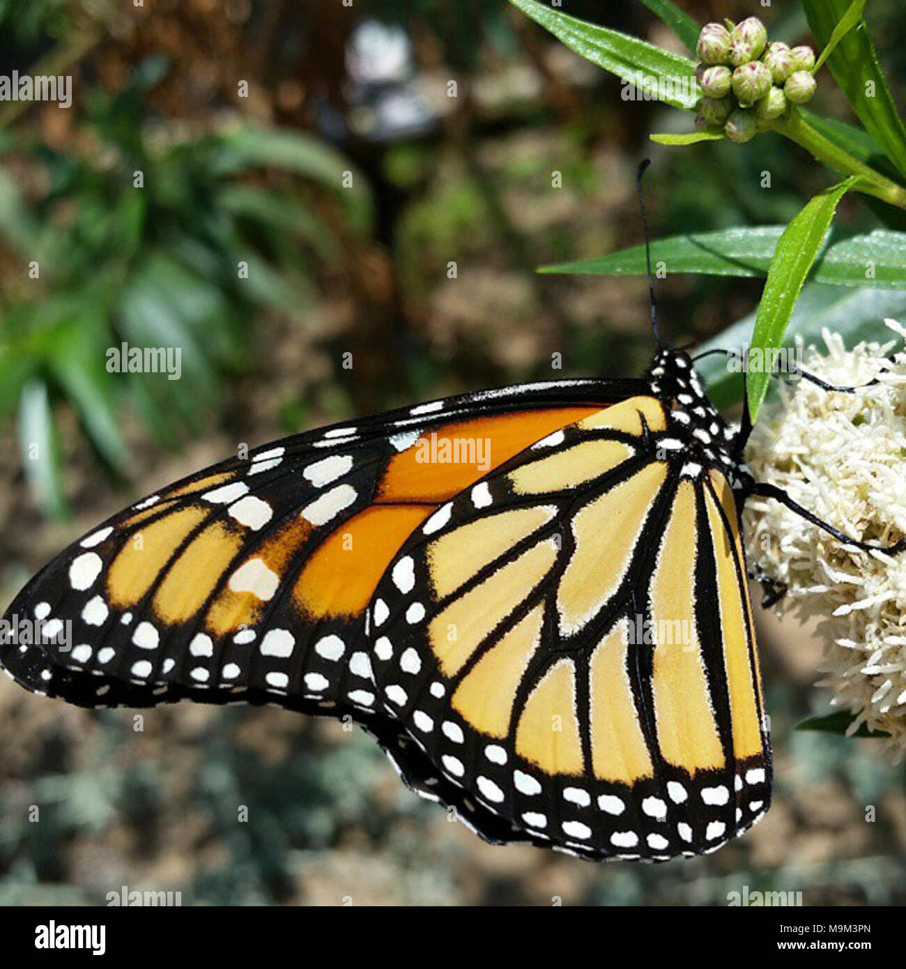 Monarch Butterfly in Nebraska Stock Photo - Alamy