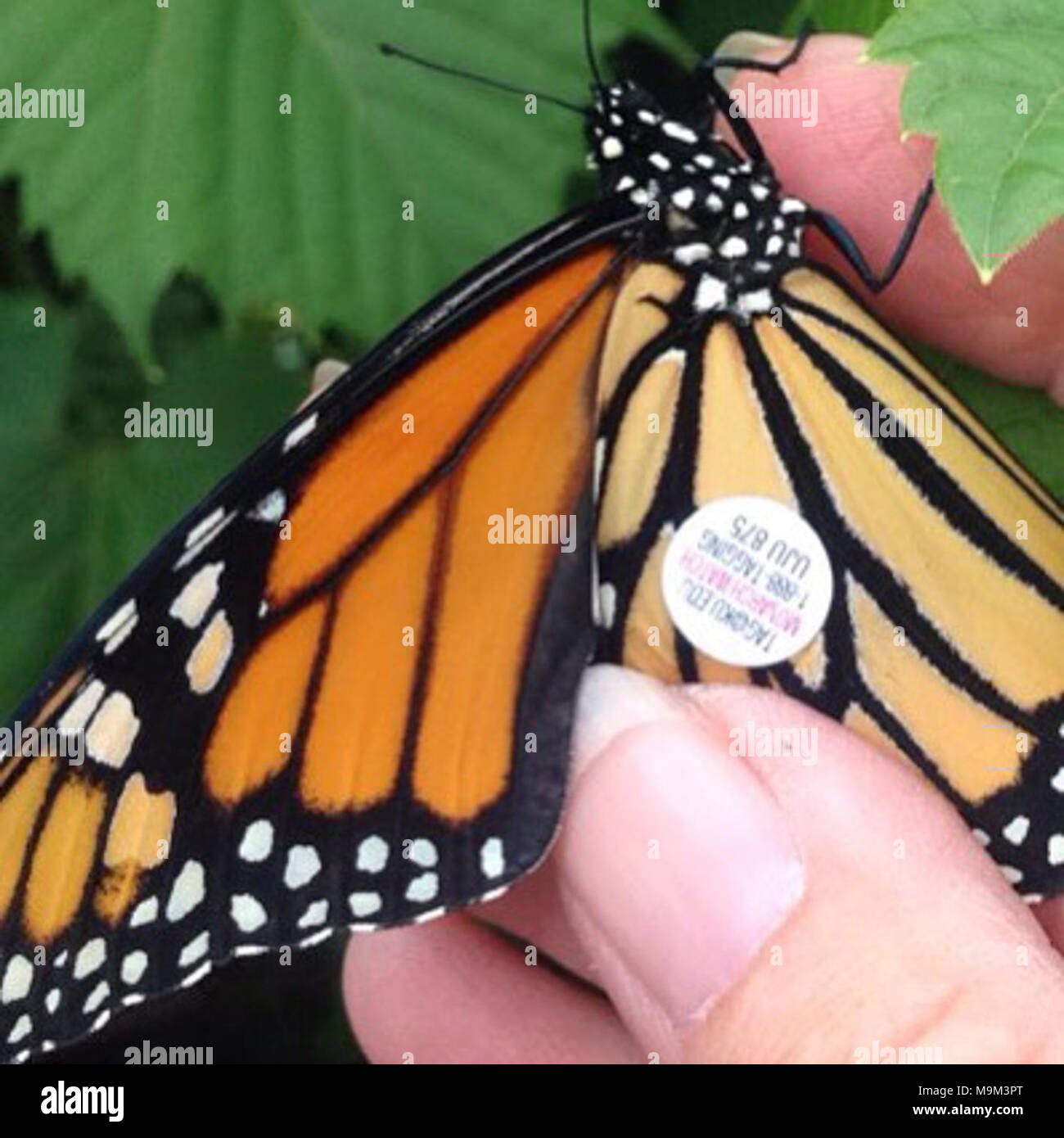 Monarch Butterfly in Nebraska Stock Photo - Alamy