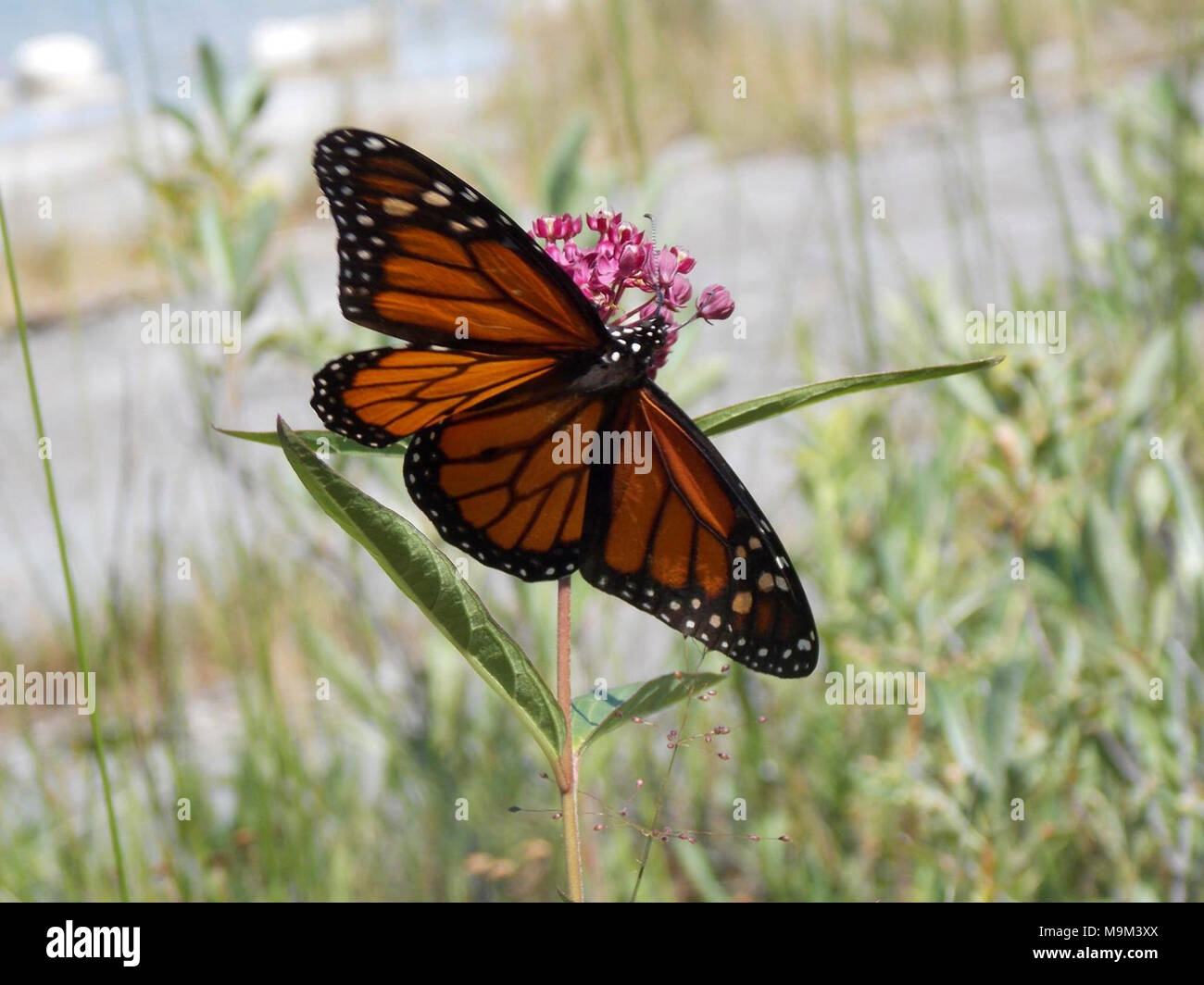 Monarch Butterfly in Ontario, Canada Stock Photo - Alamy