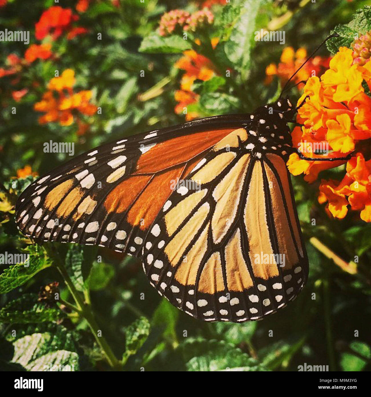 Monarch Butterfly in Texas Stock Photo - Alamy