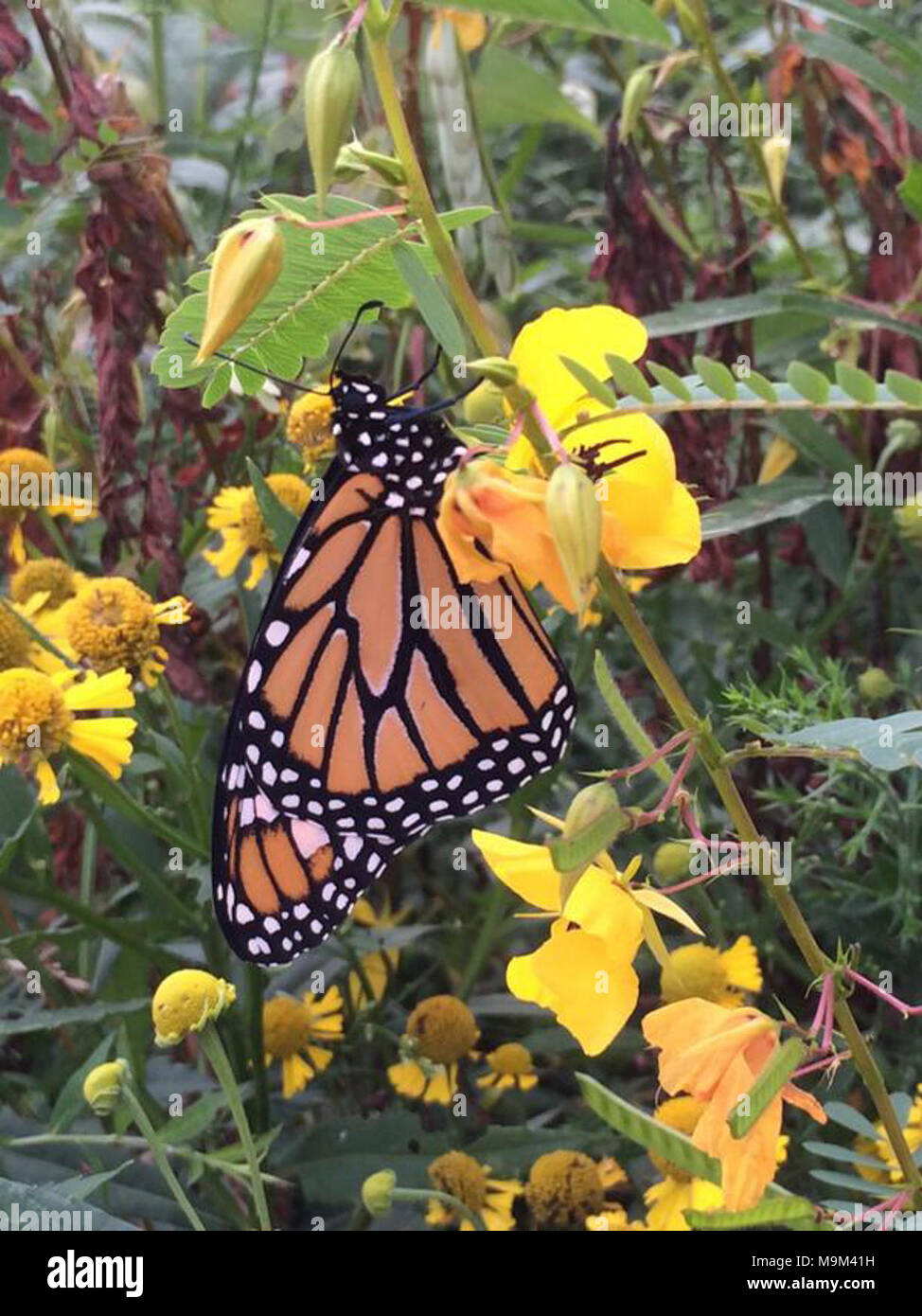 Monarch Butterfly in Virginia Stock Photo - Alamy