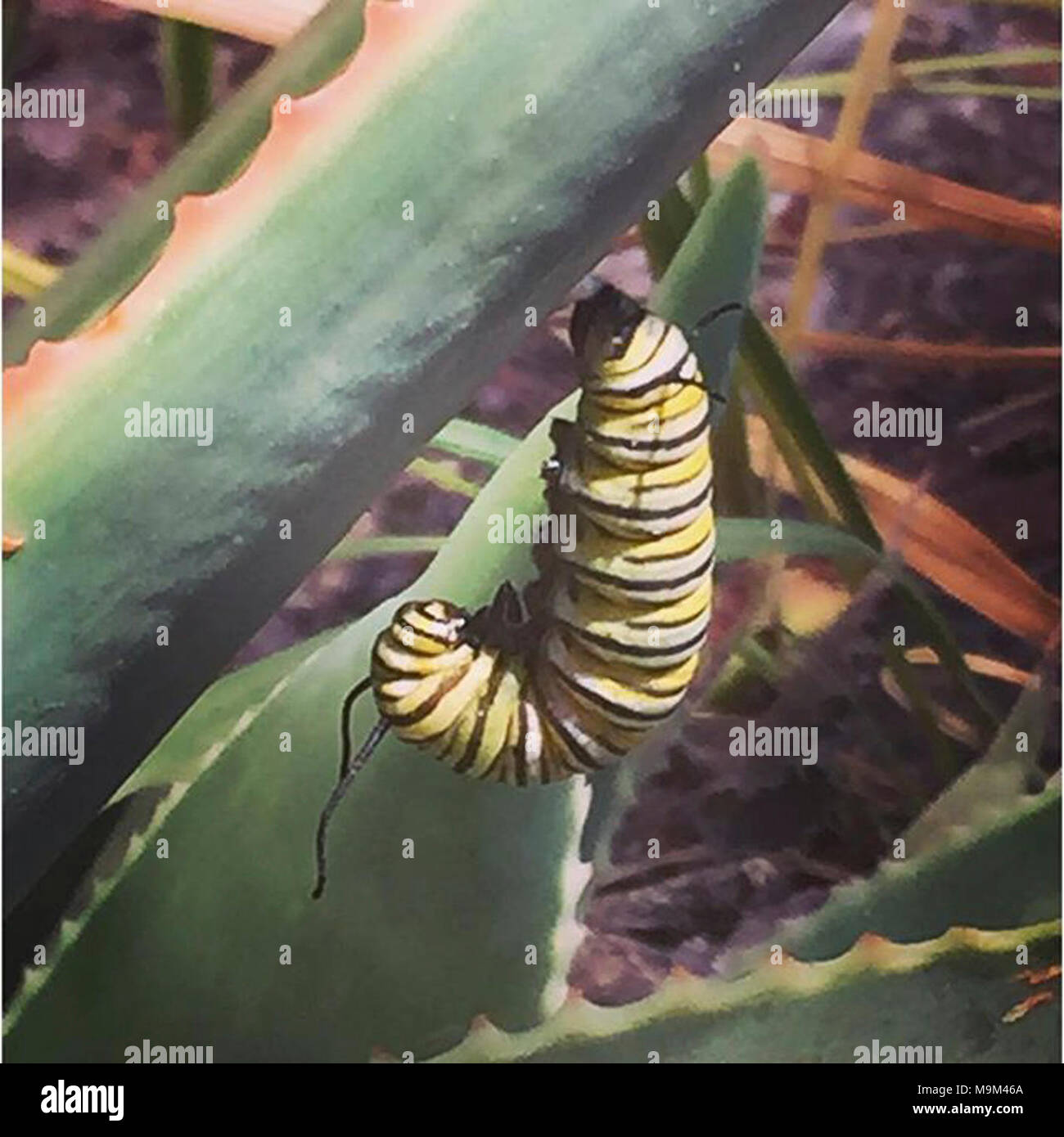 Monarch caterpillars chrysalis in hi-res stock photography and images ...