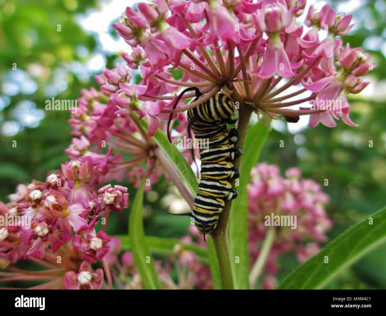 Monarch Caterpillar in Ohio Stock Photo - Alamy