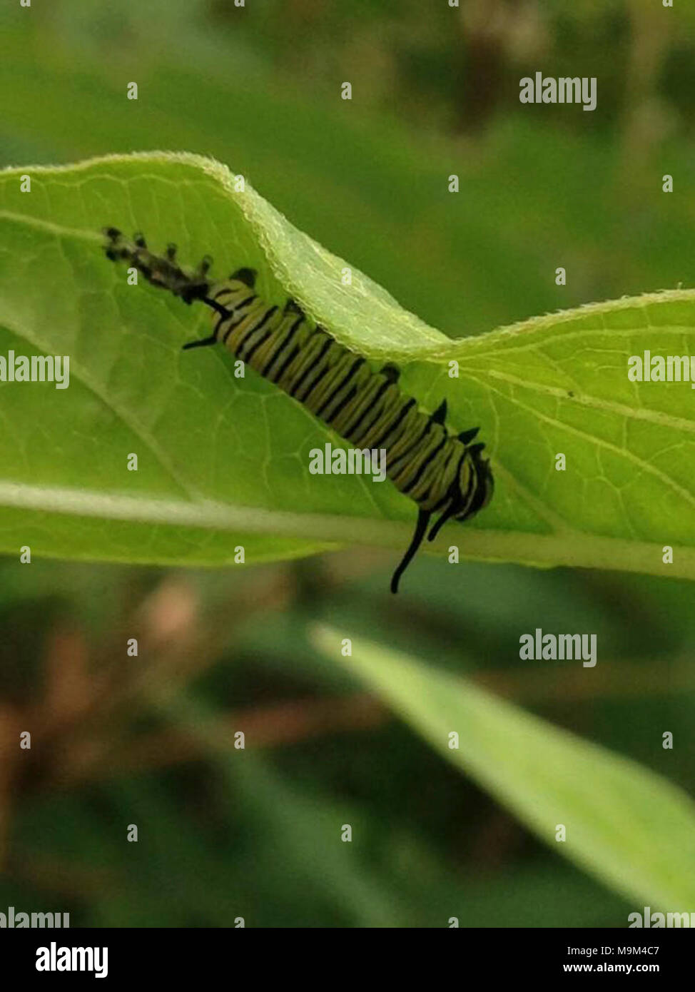 Monarch Caterpillar in Ohio Stock Photo - Alamy