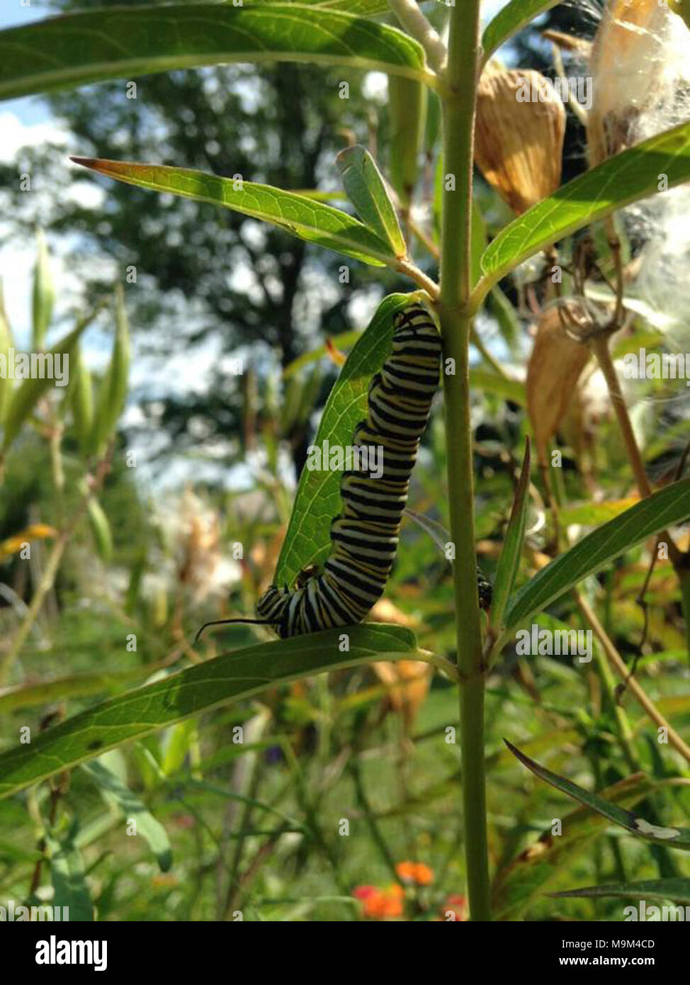 Monarch Caterpillar in Ohio Stock Photo - Alamy