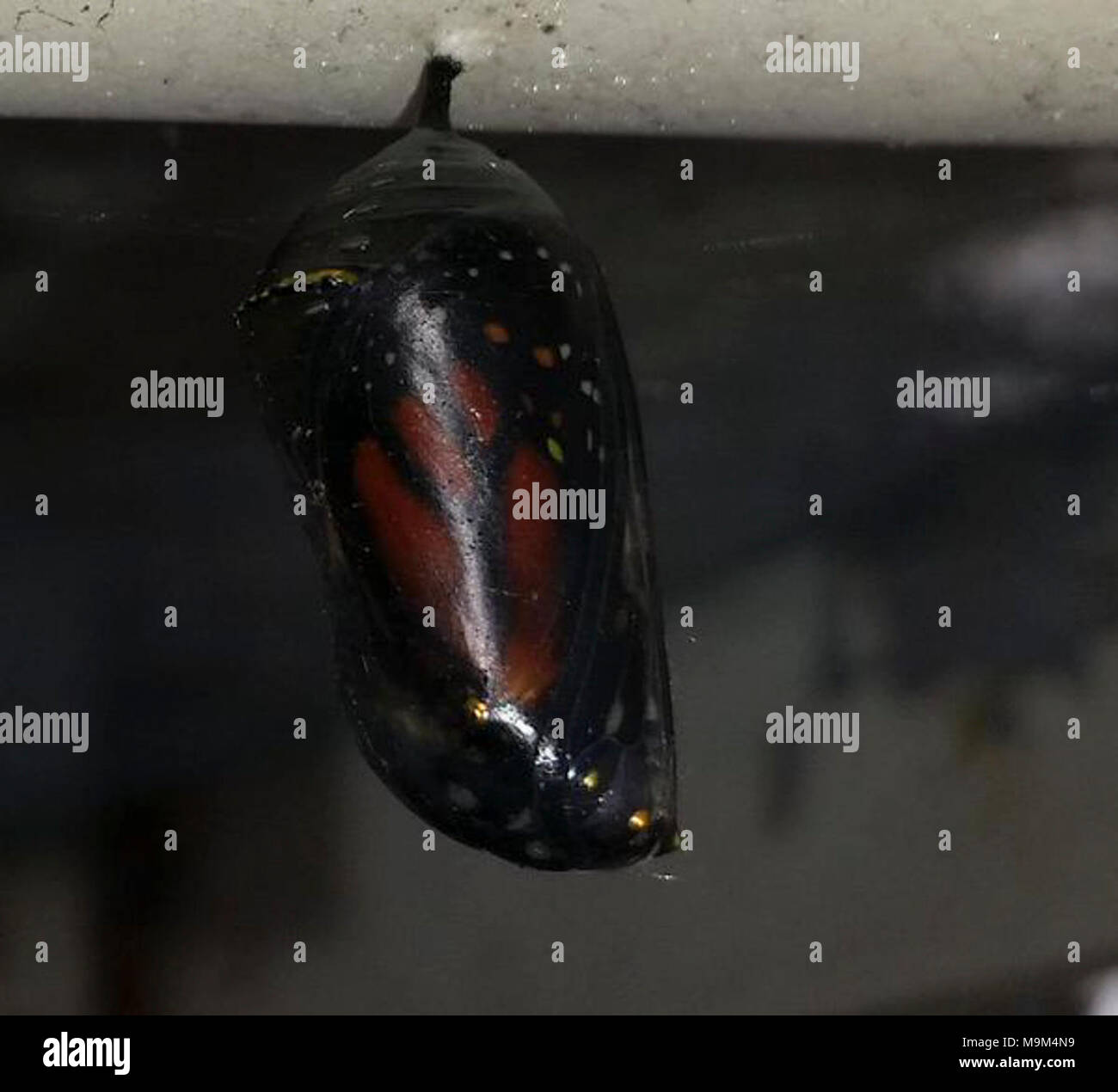 Monarch Chrysalis in California Stock Photo - Alamy