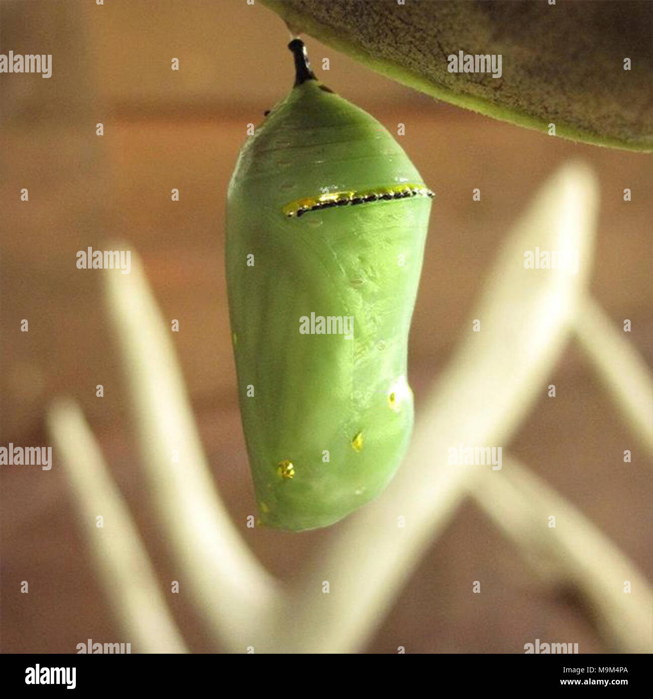 Monarch Chrysalis in Michigan Stock Photo - Alamy
