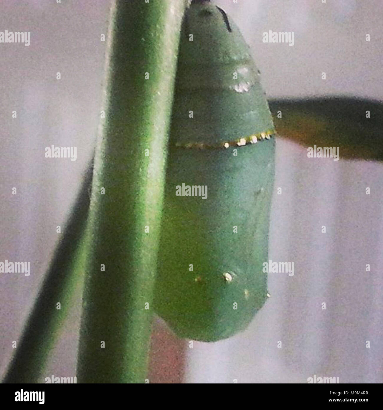 Monarch Chrysalis in Texas Stock Photo - Alamy