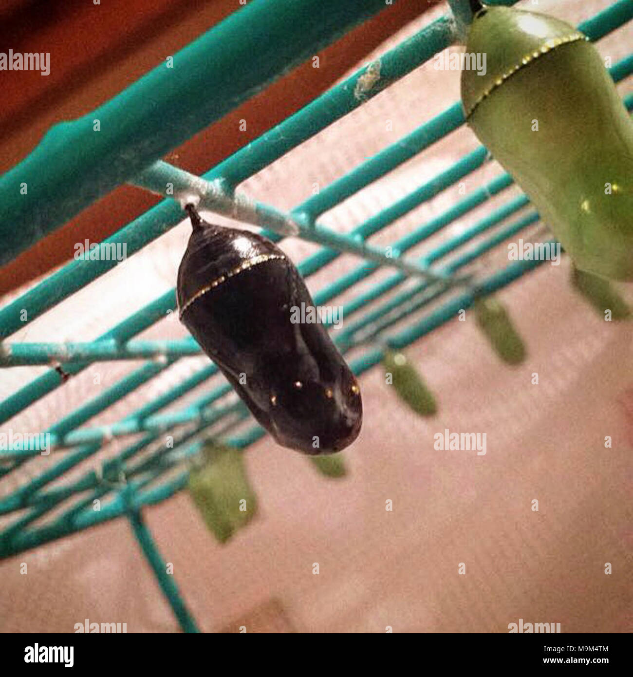 Monarch Chrysalises in Nebraska Stock Photo - Alamy