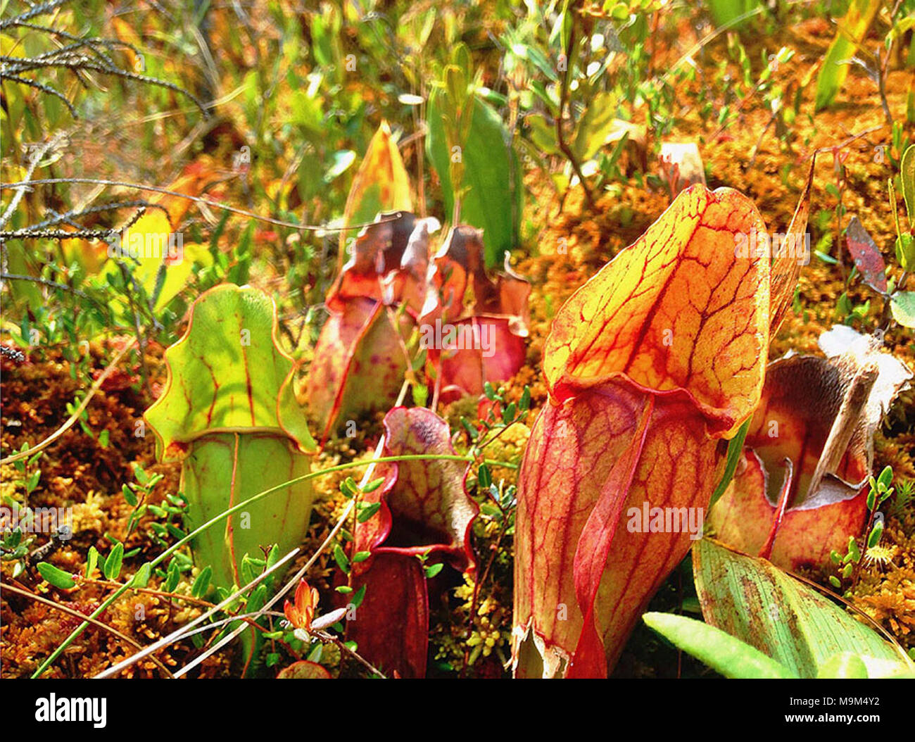 Purple Pitcher Plant Stock Photo - Alamy