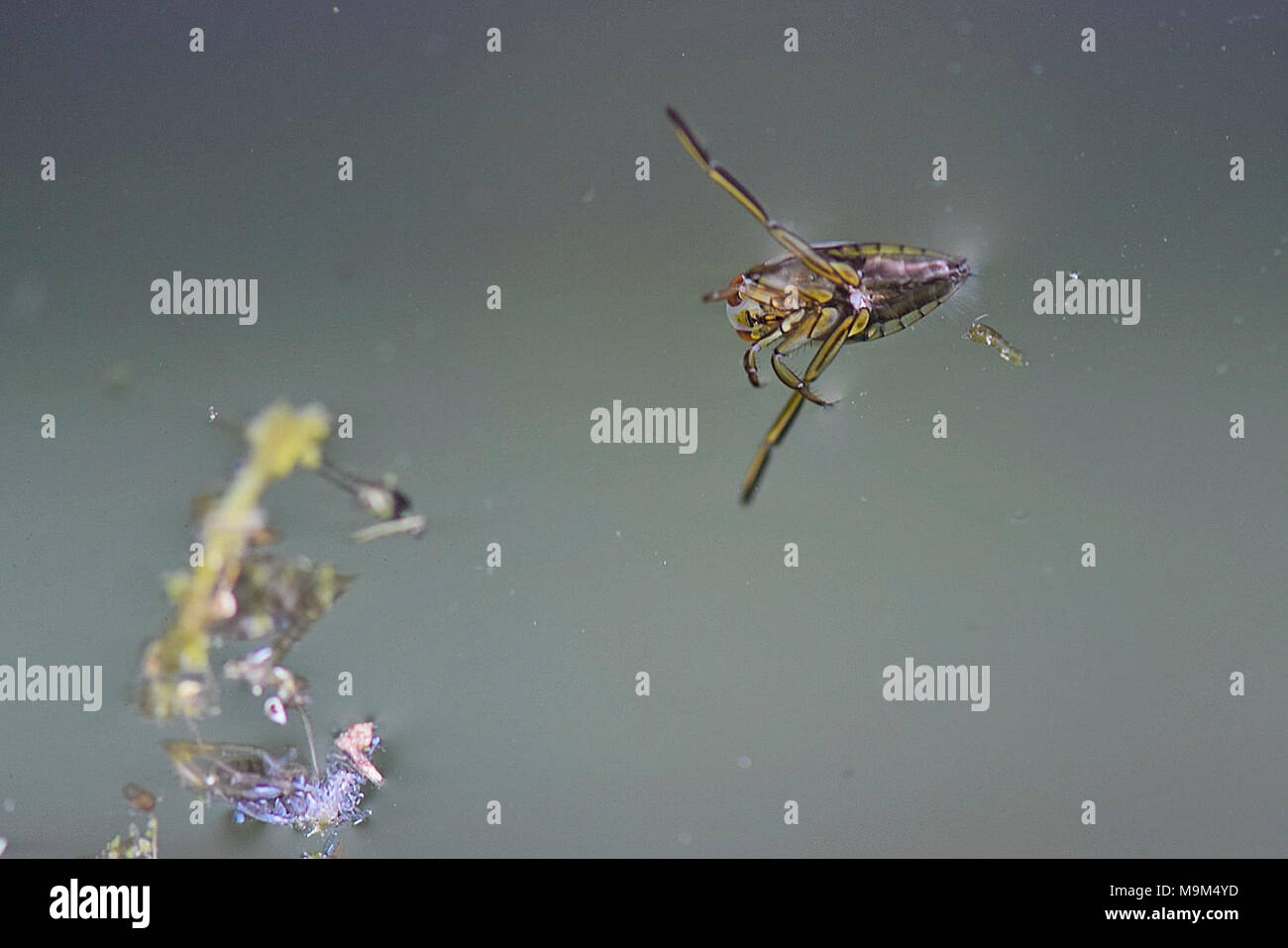 Water boatmen hi-res stock photography and images - Alamy