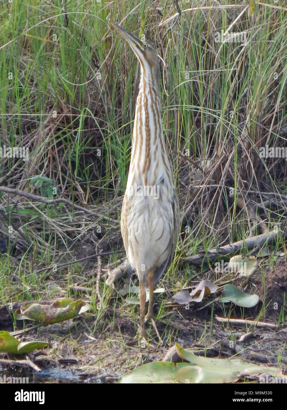 American bittern image hi-res stock photography and images - Alamy