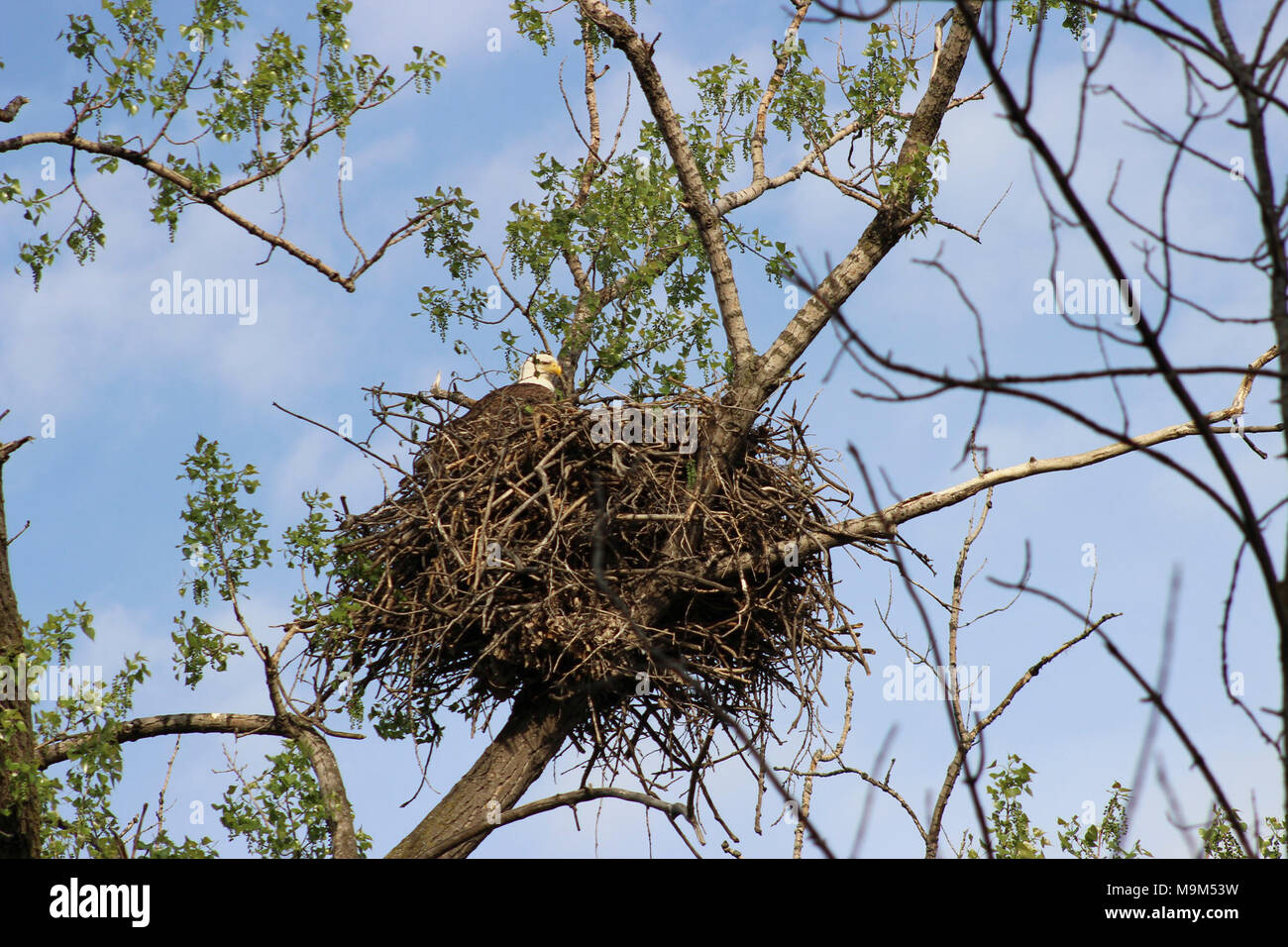 Bald Eagle Nesting Stock Photo - Alamy