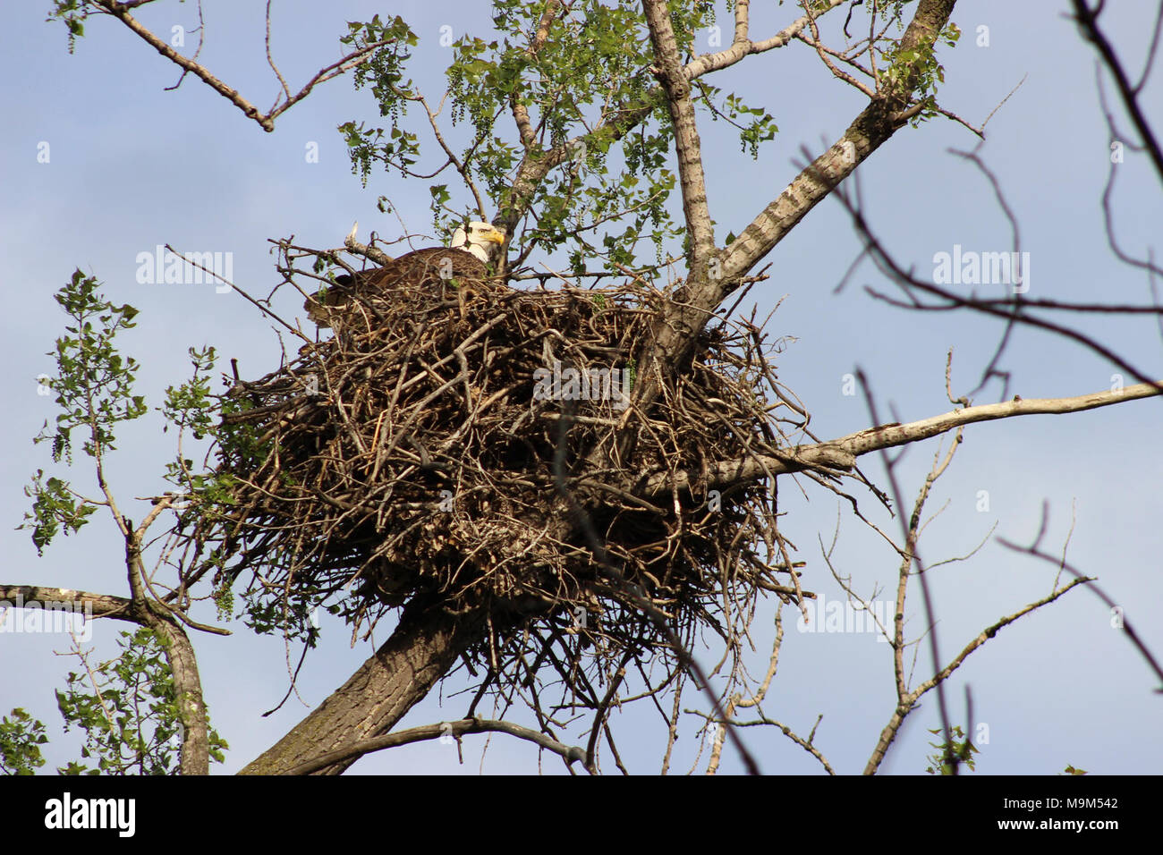 Bald Eagle Nesting Stock Photo - Alamy