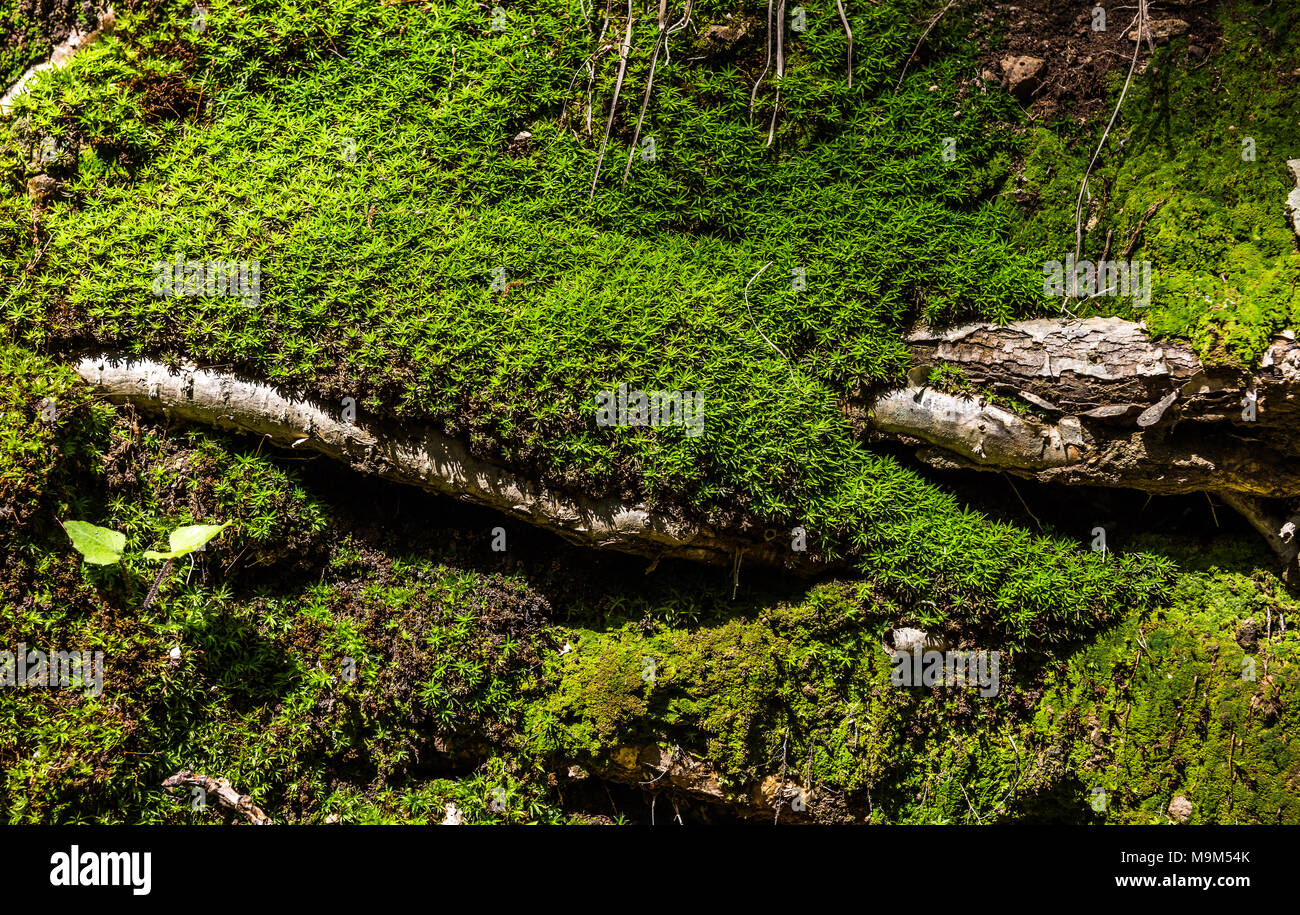Creepy roots hi-res stock photography and images - Alamy