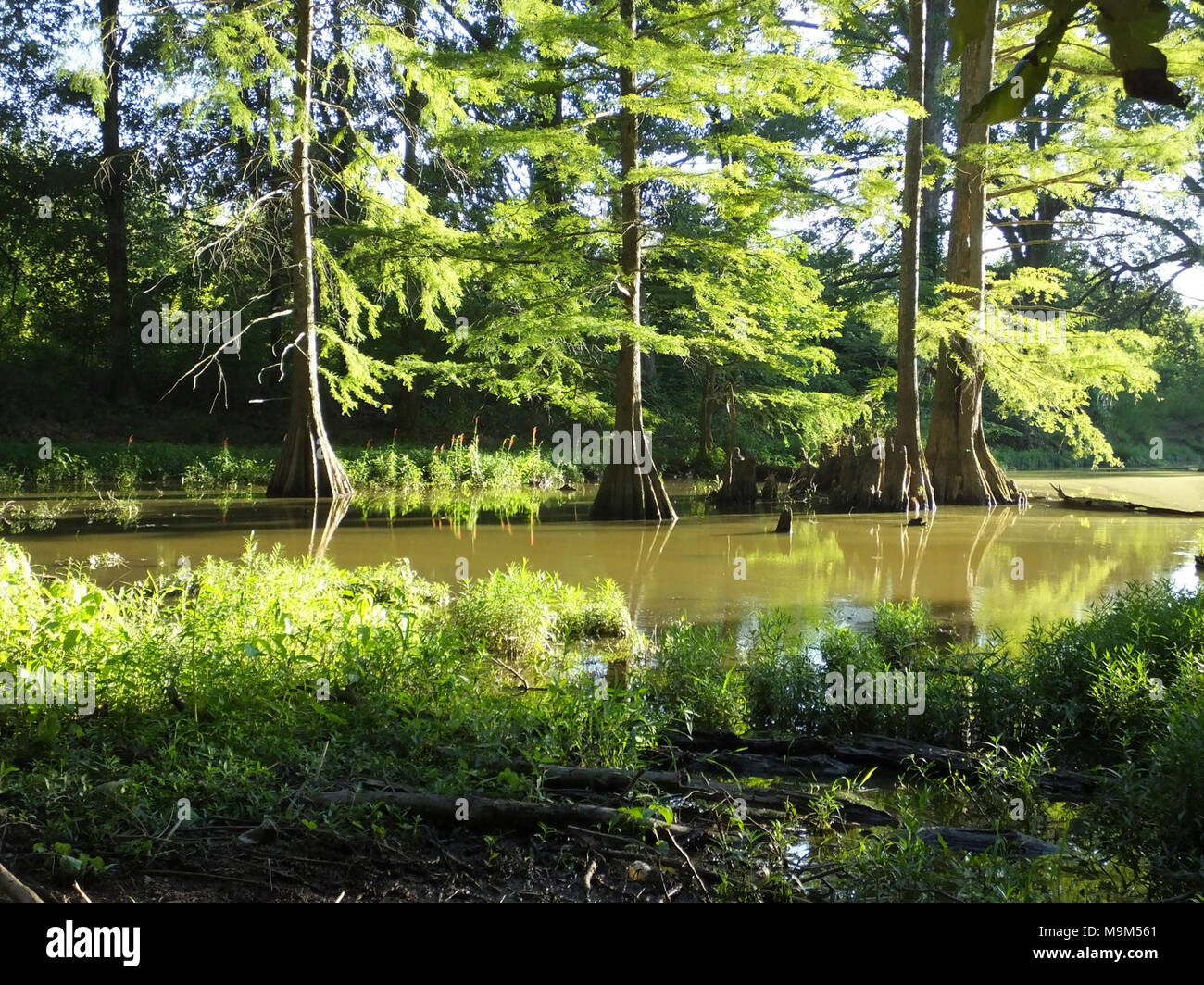 Battleshell Lake, Mingo National Wildlife Refuge Stock Photo - Alamy